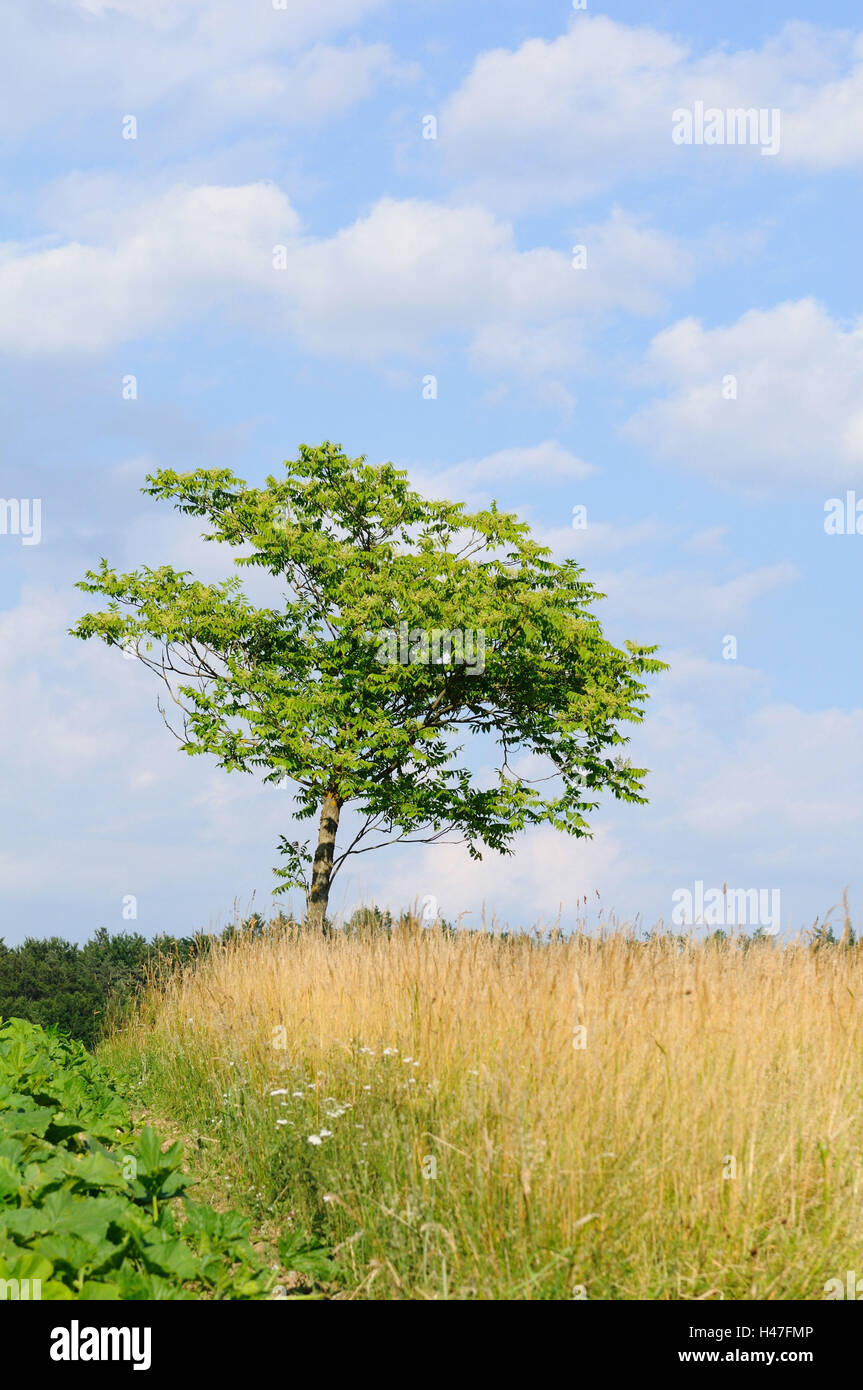 Vinegar tree, Rhus hirta, tree, scenery, Austria Stock Photo - Alamy