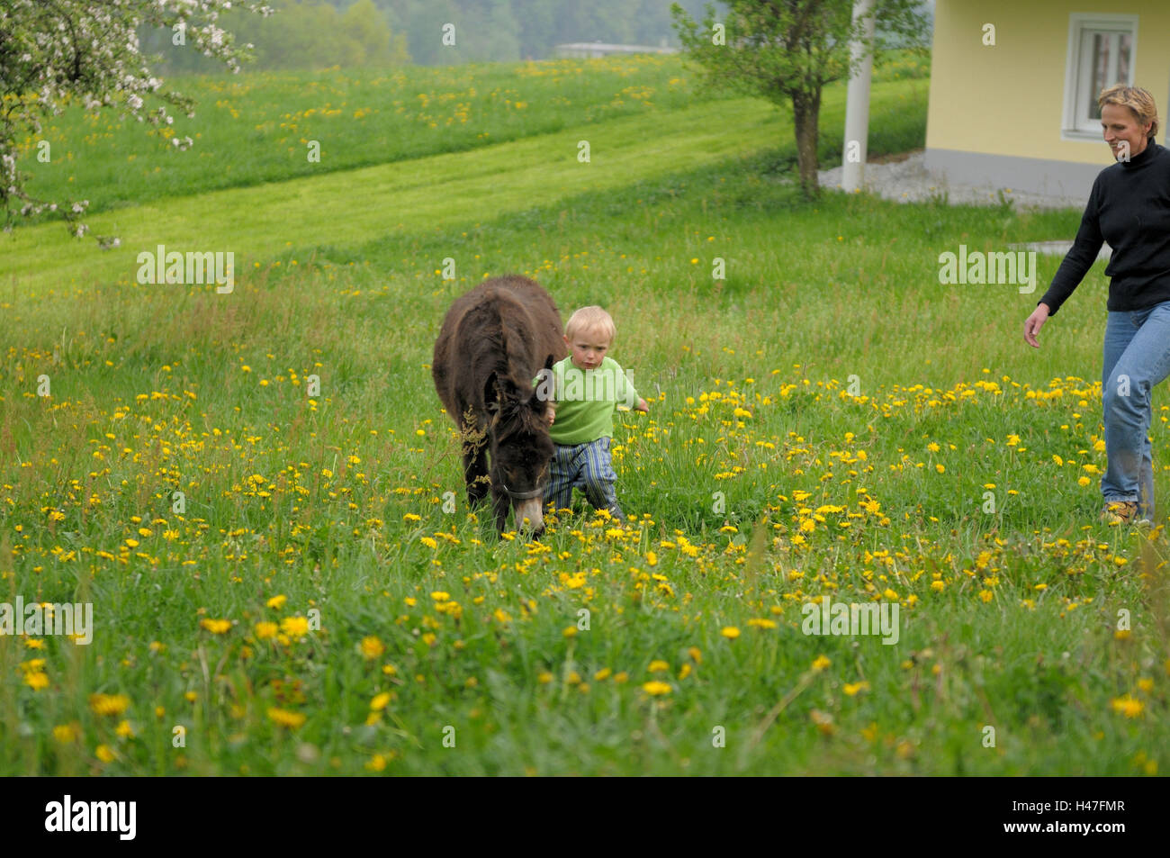 Child with donkey, house donkeys, Equus asinus asinus, infant, farm ...