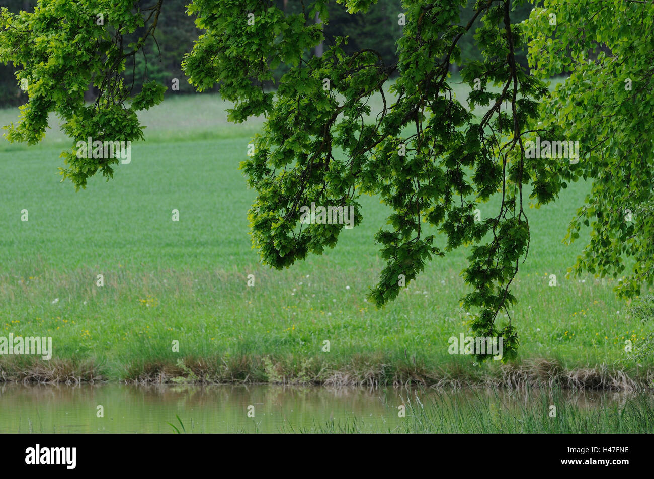Green germany hi-res stock photography and images - Alamy