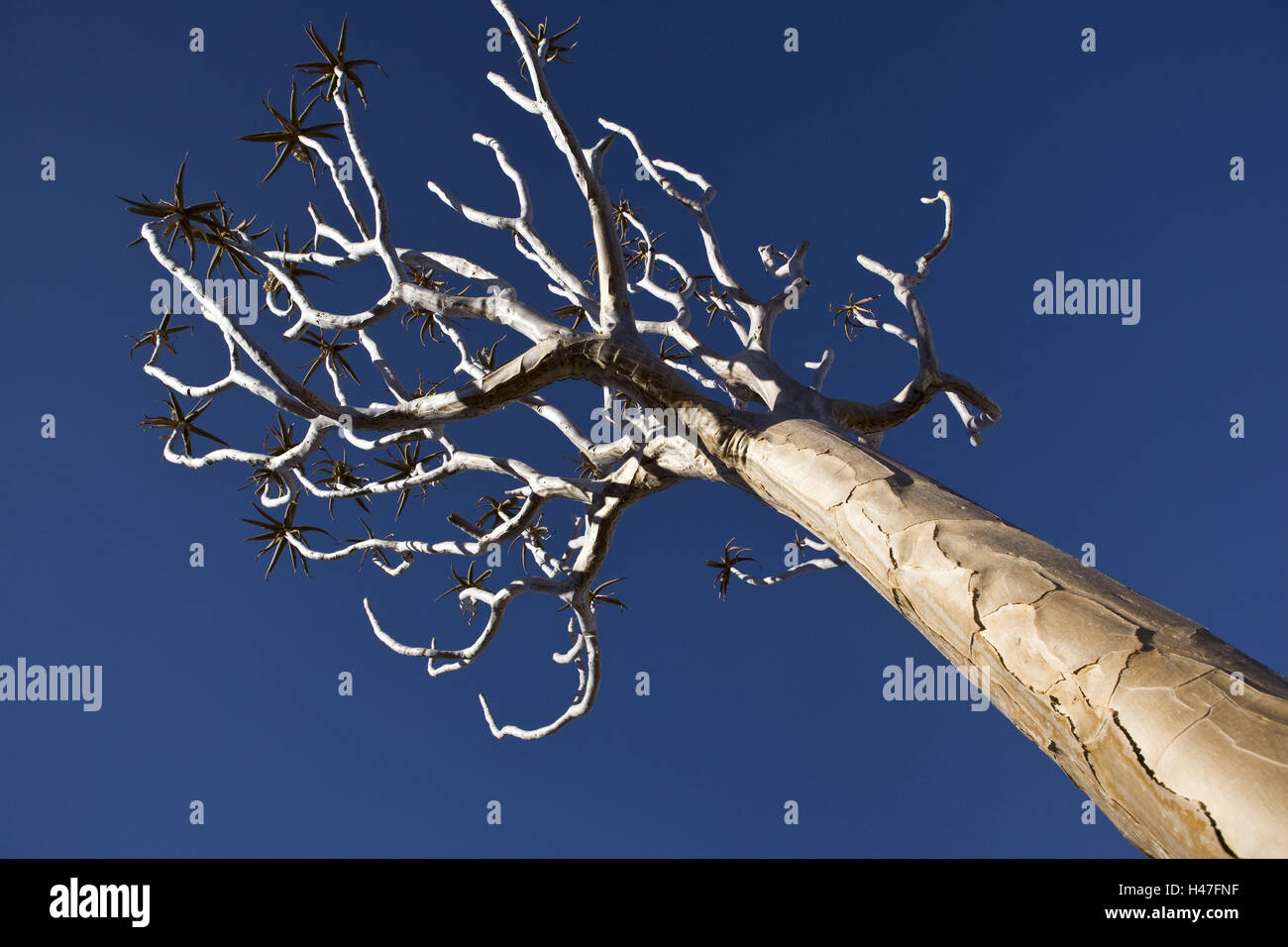 Ow tree hi-res stock photography and images - Alamy