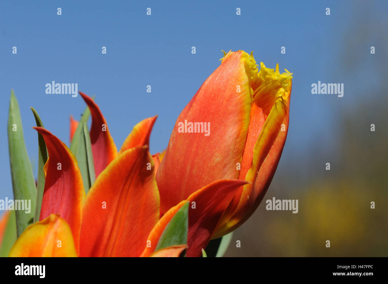 Tulip 'Duc van Tol', Tulipa greigii hybrid, tulip 'Fabio', red, yellow ...