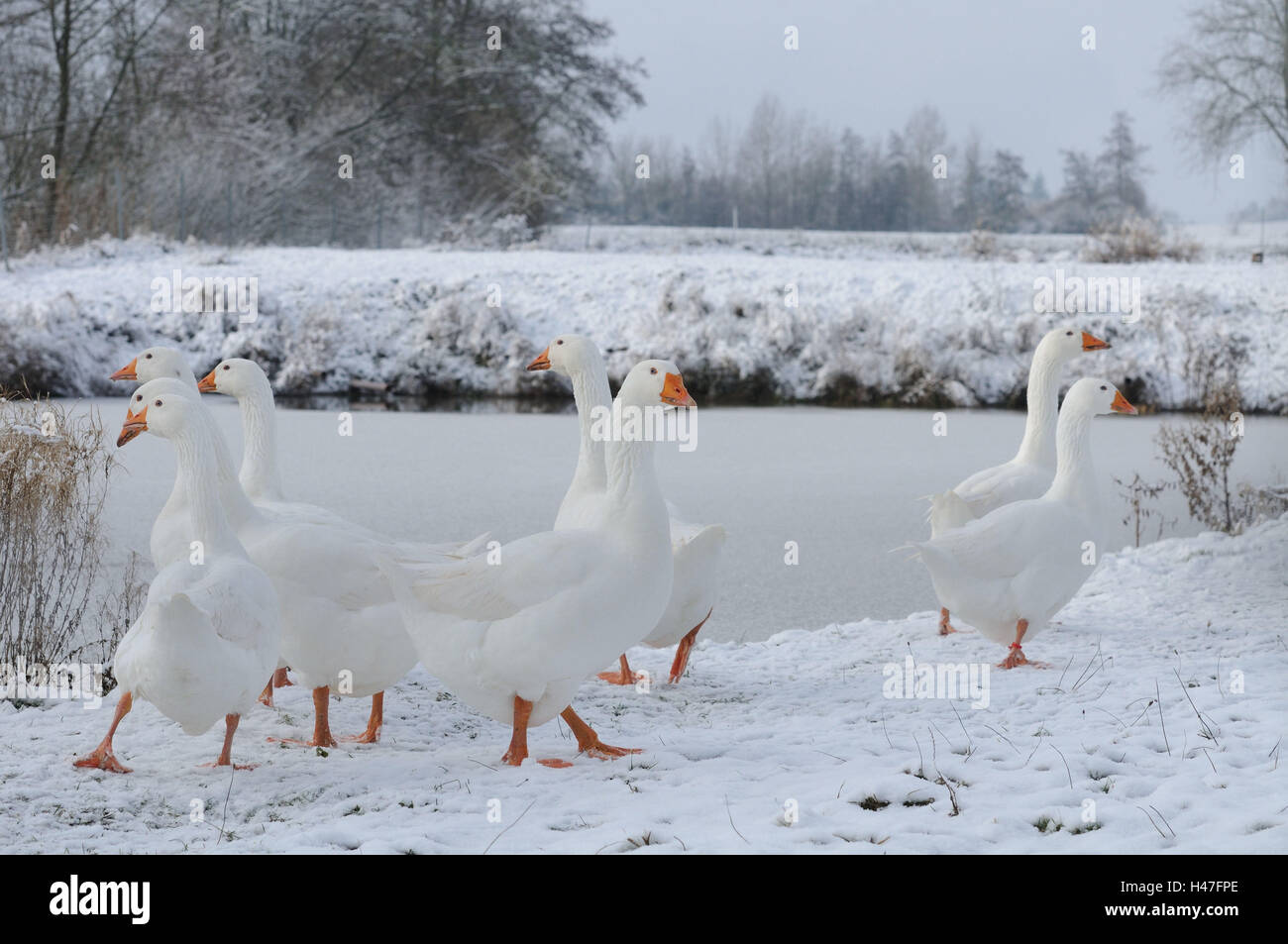 House geese, group, winter, side view, stand, shore Stock Photo - Alamy