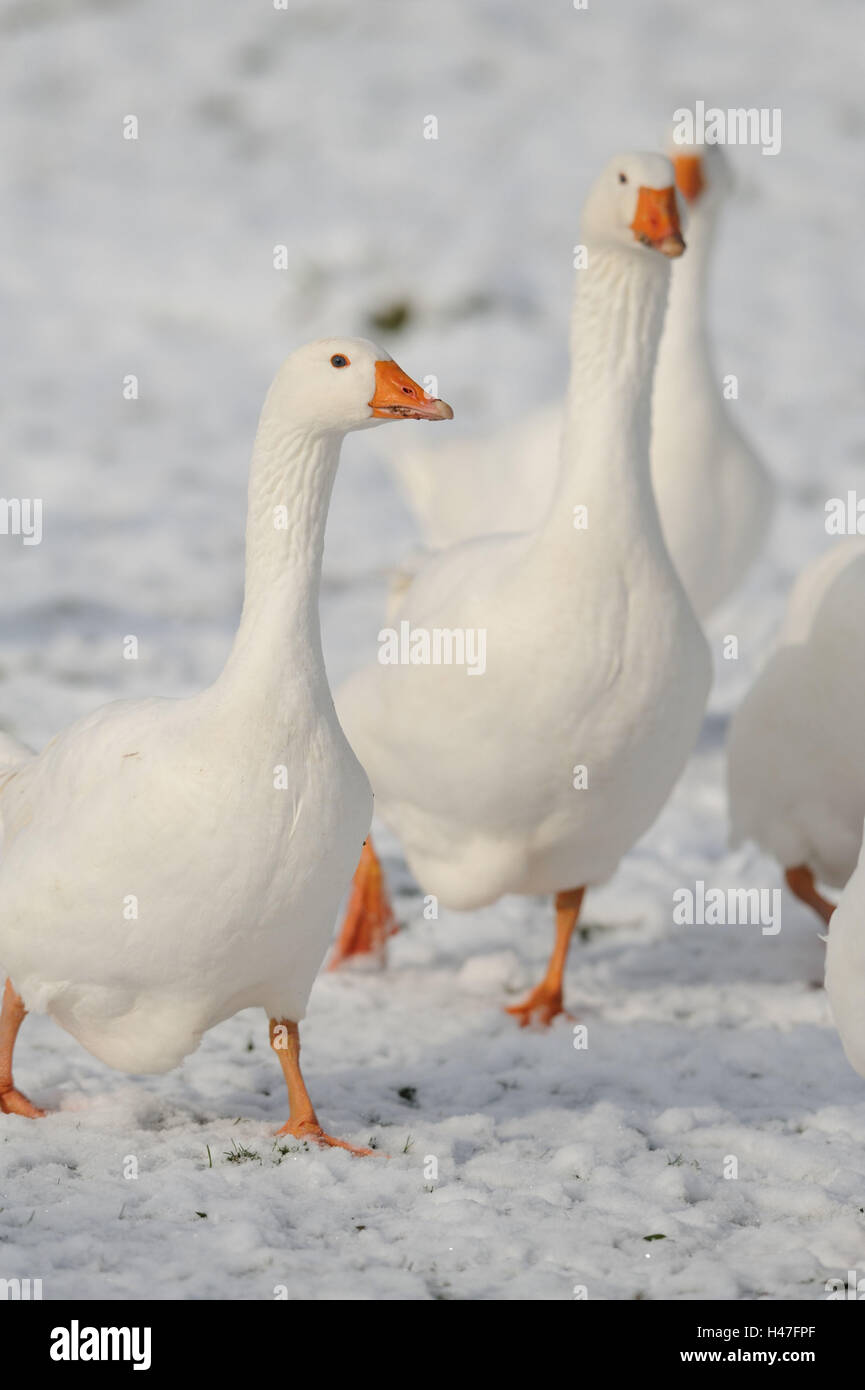 Domestic geese, winters, front view, walking Stock Photo - Alamy