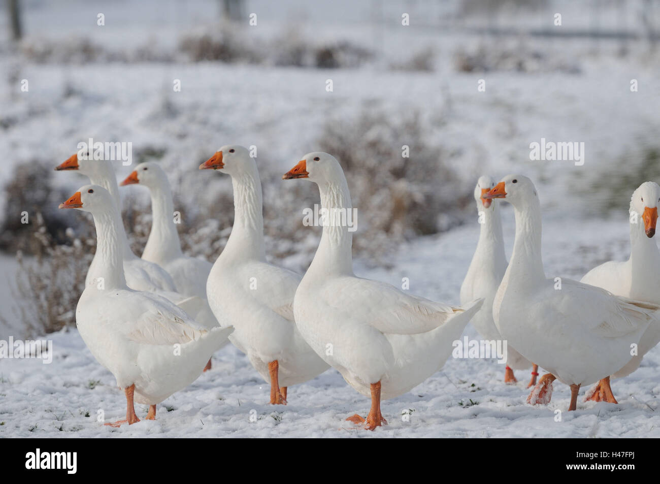 Domestic geese, group, winter, side view, standing Stock Photo - Alamy