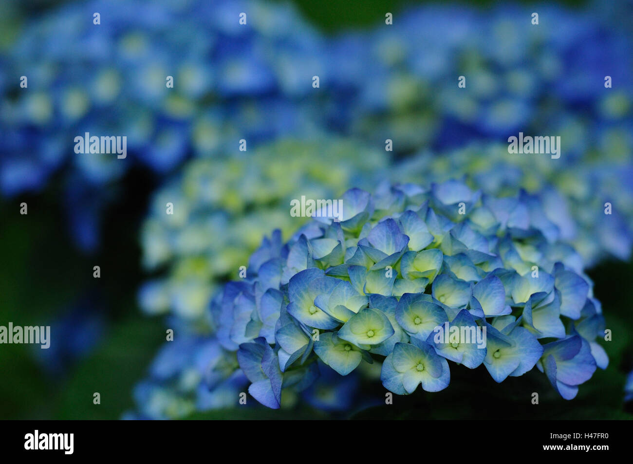 Garden hydrangea, Hydrangea macrophylla, blossom, tropical Stock Photo ...