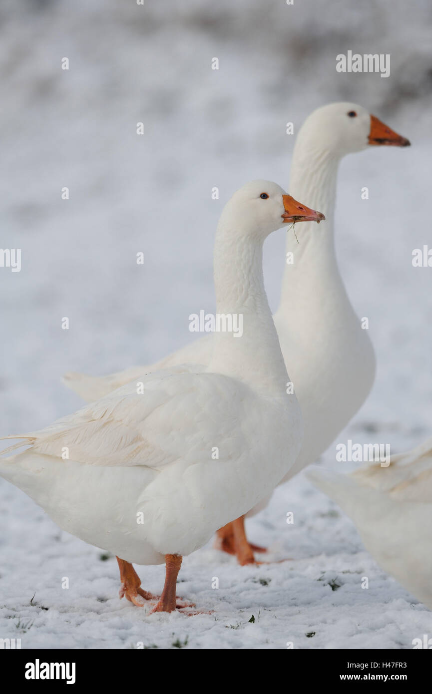Domestic geese, winters, side view, standing Stock Photo - Alamy