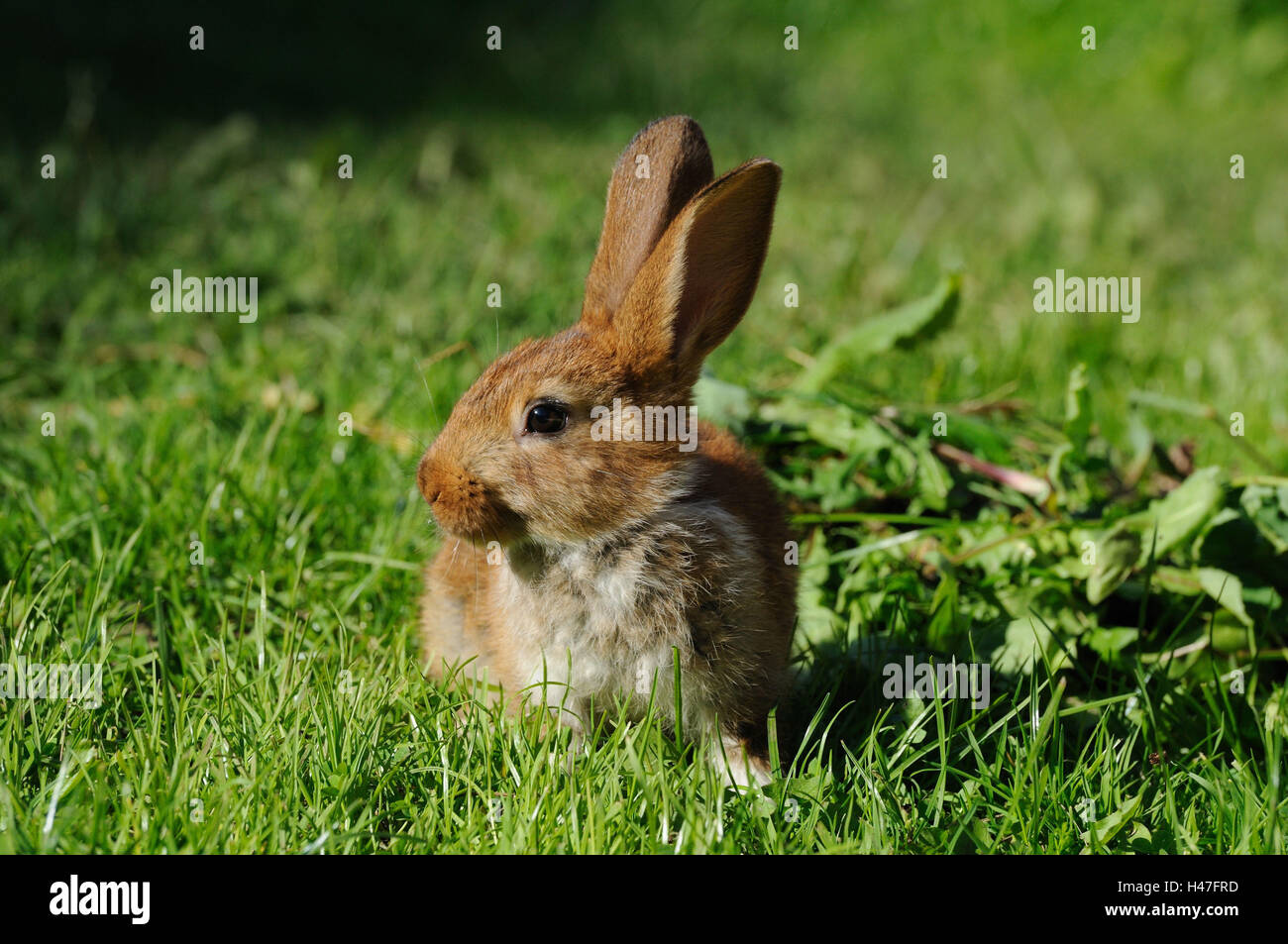 House rabbits, young animal, meadow, head-on, sit Stock Photo - Alamy