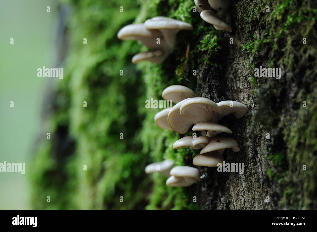 Lungenseitling, Pleurotus pulmonarius, spoon-shaped Seitling, tree ...