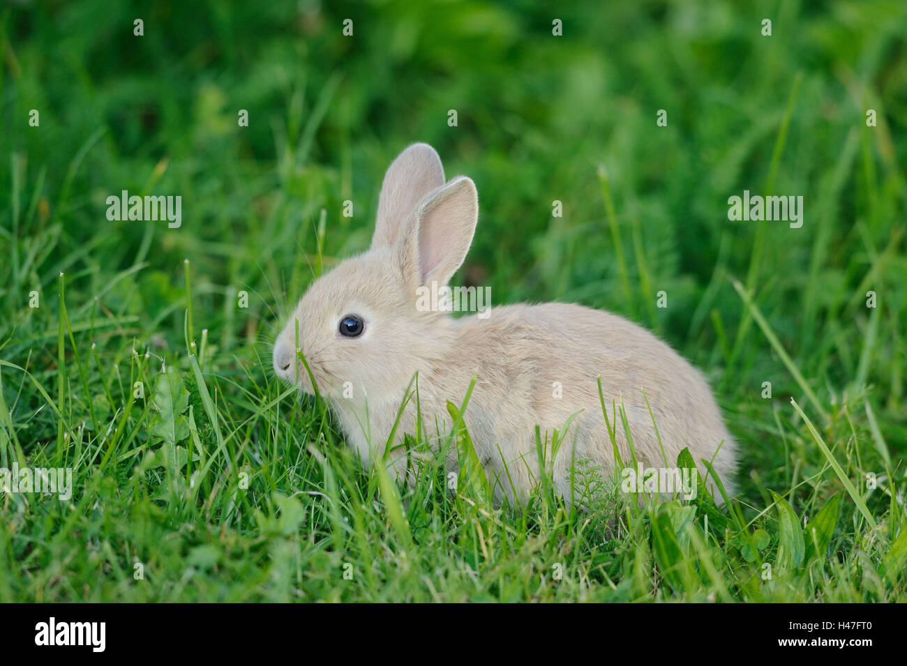 Eat rabbits hi-res stock photography and images - Alamy
