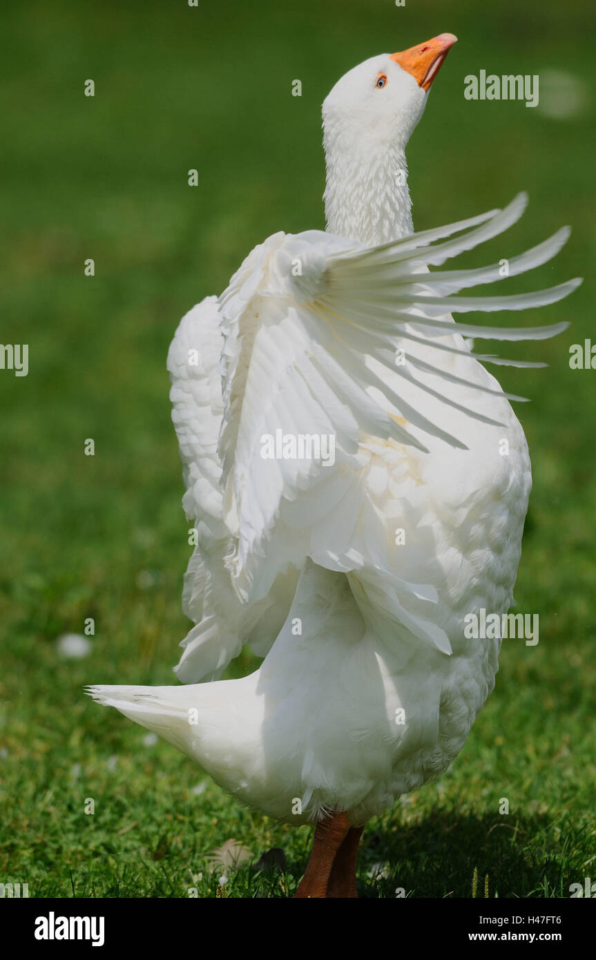 Goose side view hi-res stock photography and images - Alamy