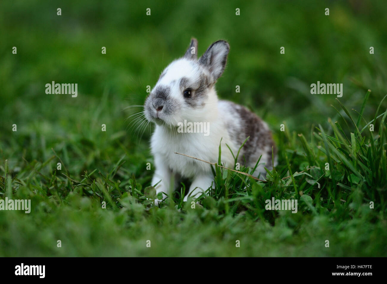 Domestic rabbit, young animal, meadow, side view, sitting Stock Photo ...
