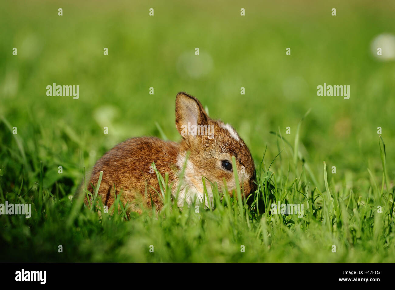 Domestic rabbit, young animal, meadow, side view, sitting Stock Photo ...