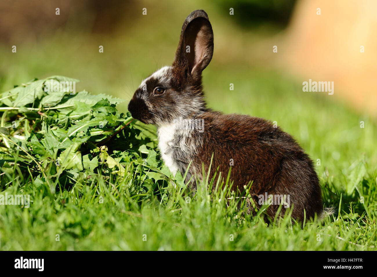 Domestic rabbit, young animal, meadow, side view, sitting Stock Photo ...