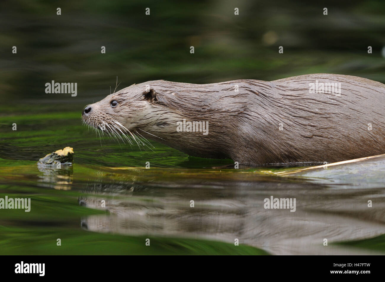 Eurasian otter, Lutra lutra, half portrait, water, shore, side view ...