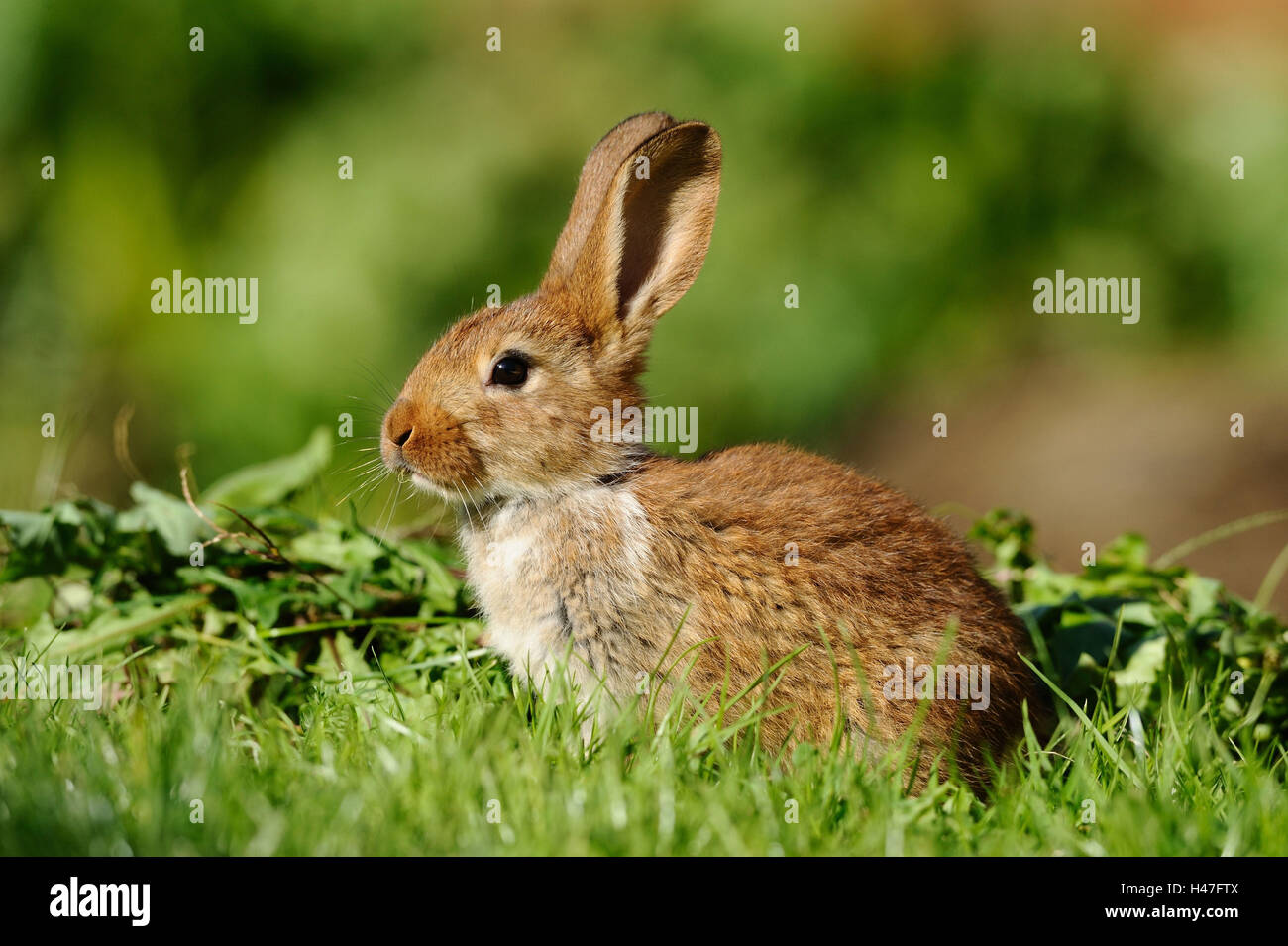 Domestic rabbit, young animal, meadow, side view, sitting Stock Photo ...