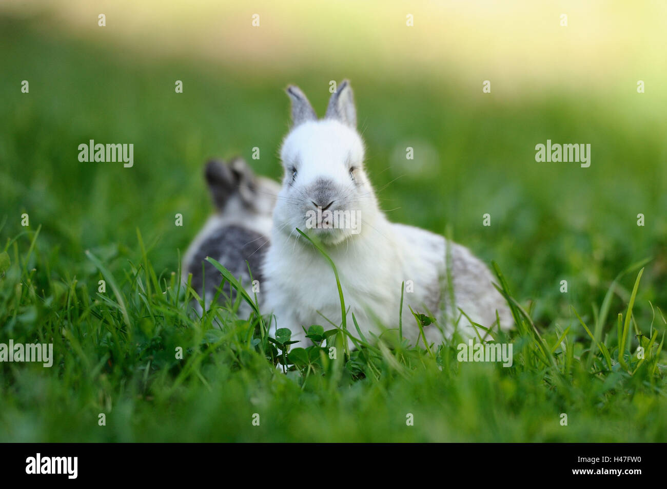 Domestic rabbit, young animal, meadow, side view, sitting Stock Photo ...