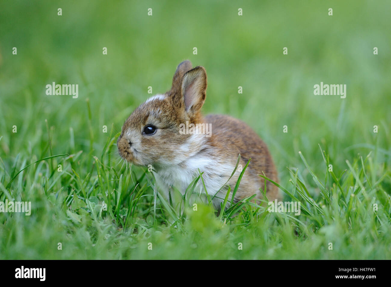 Rabbit side view hi-res stock photography and images - Alamy