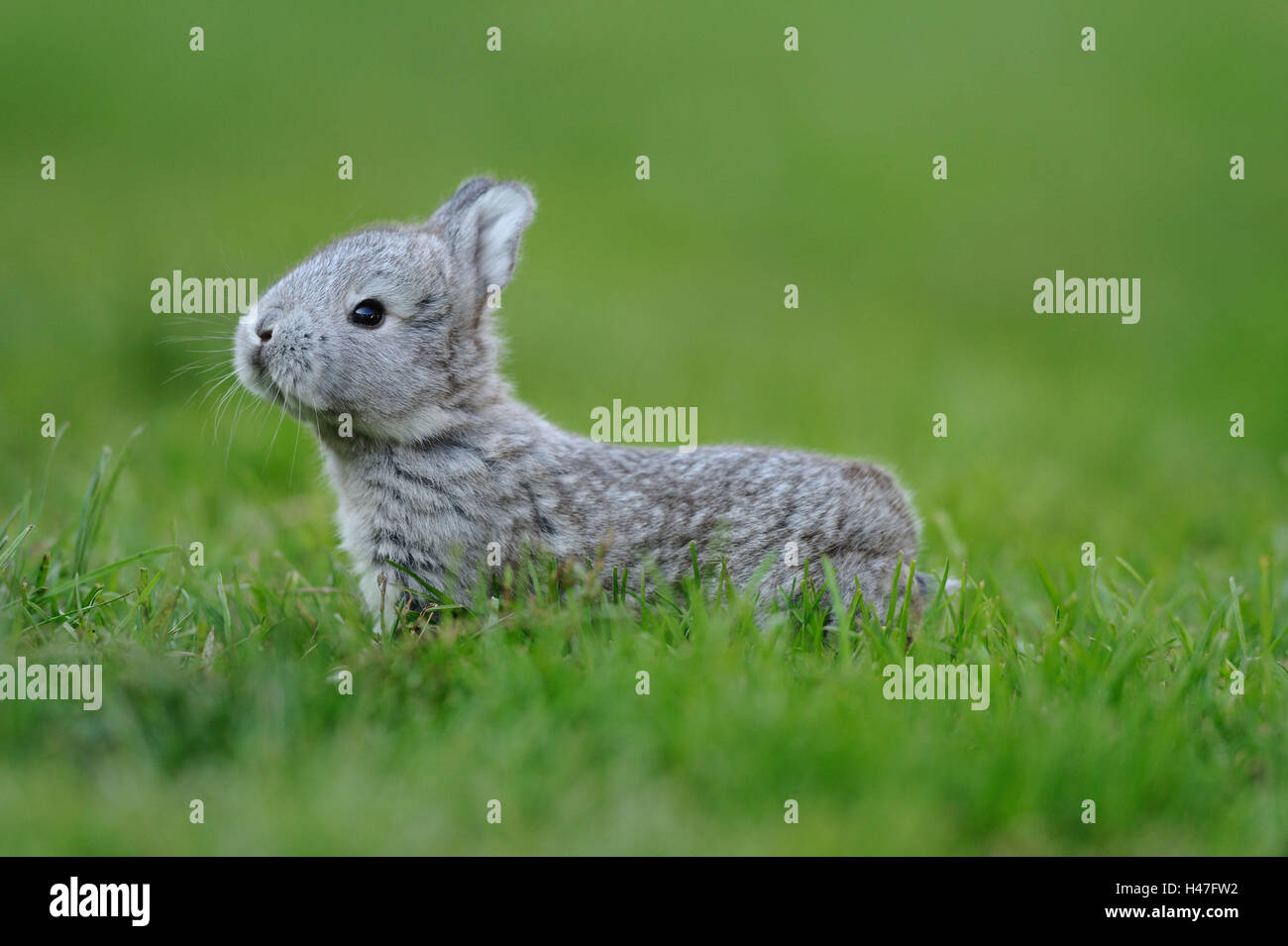 Domestic rabbit, young animal, meadow, side view, sitting Stock Photo ...