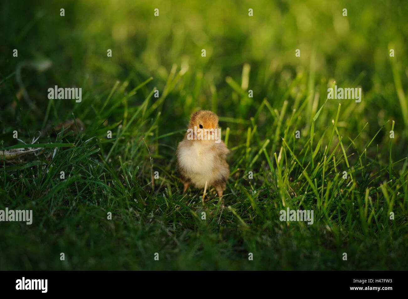 Chicken cub hi-res stock photography and images - Alamy