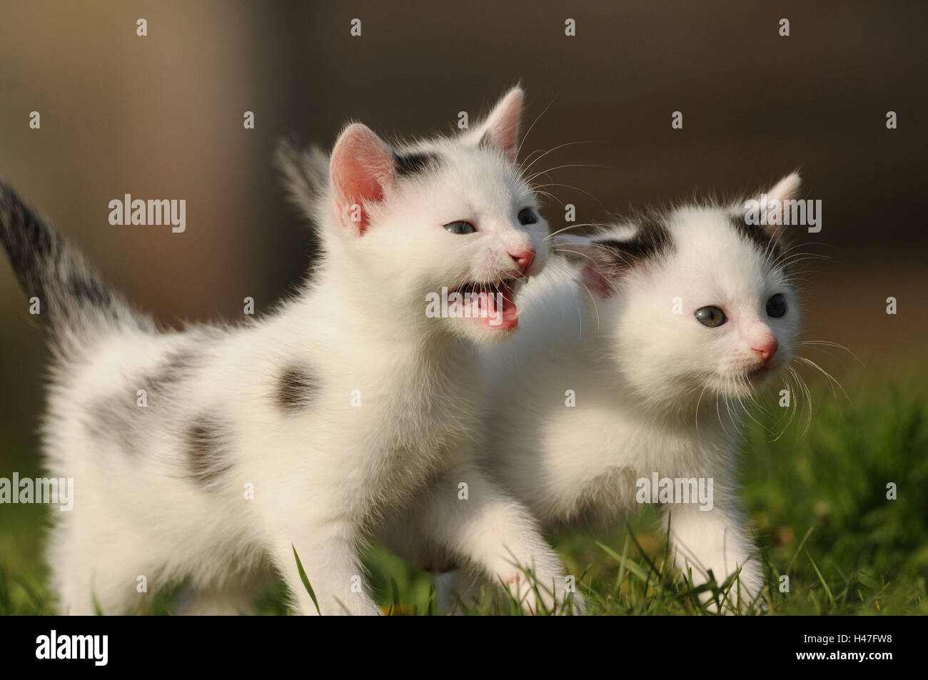 Babys attention hi-res stock photography and images - Alamy