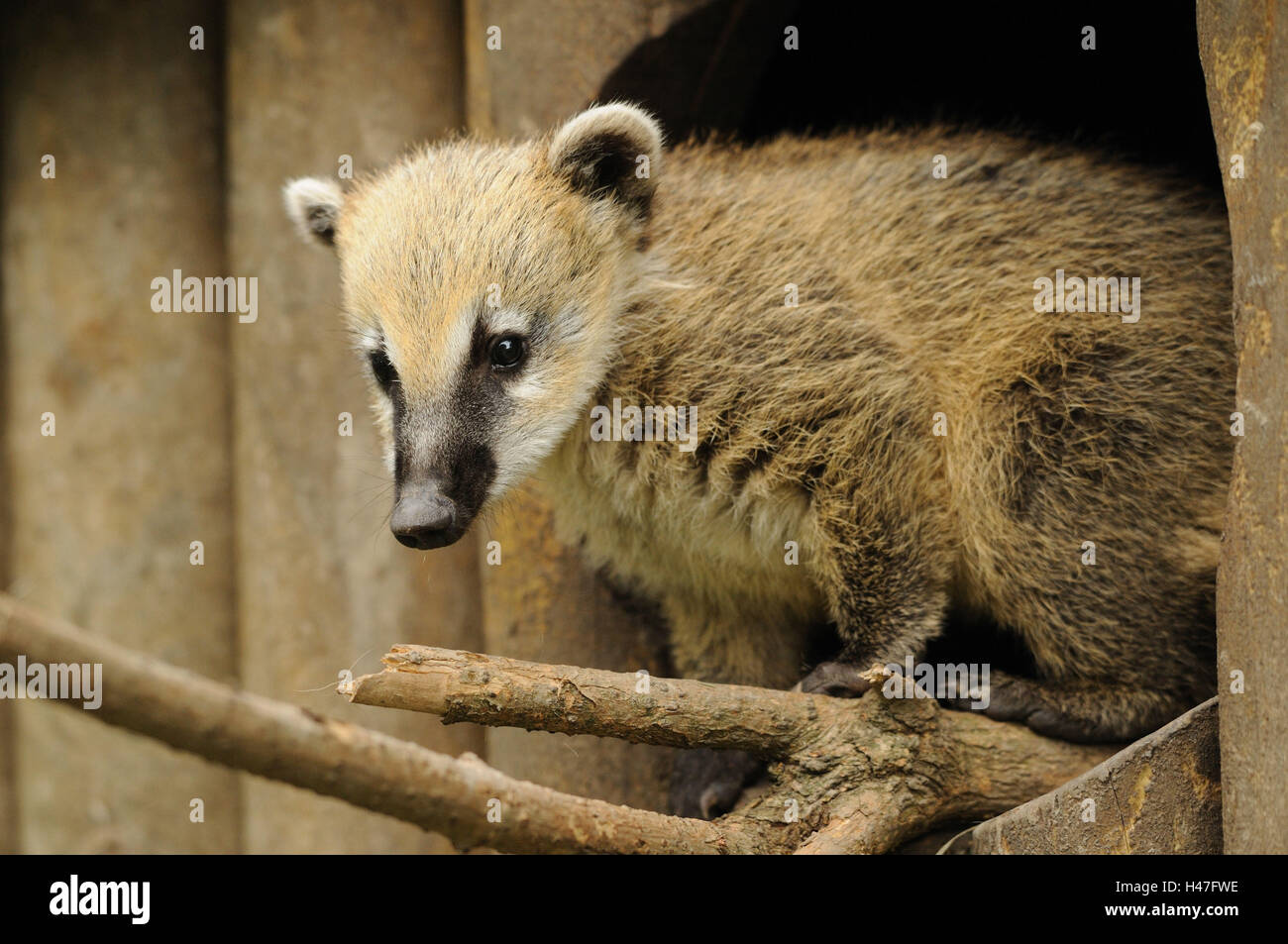 Cute Baby Coatimundi