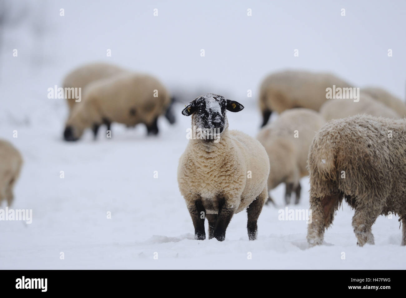 Domestic sheep, Ovis orientalis aries, front view, Looking at camera ...