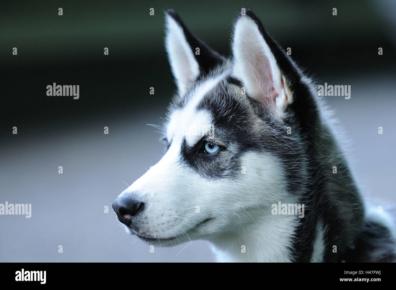 Husky, puppy, portrait, side view, standing Stock Photo - Alamy