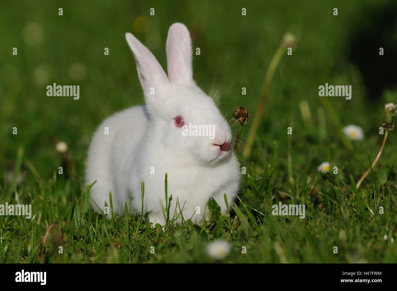 Domestic rabbit, Oryctolagus cuniculus forma domestica, young animal ...