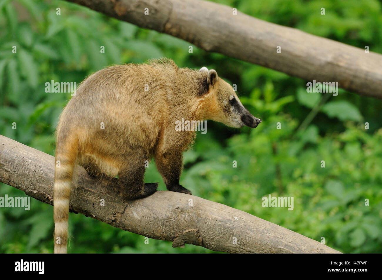 Nasua nasua trunk hi-res stock photography and images - Alamy