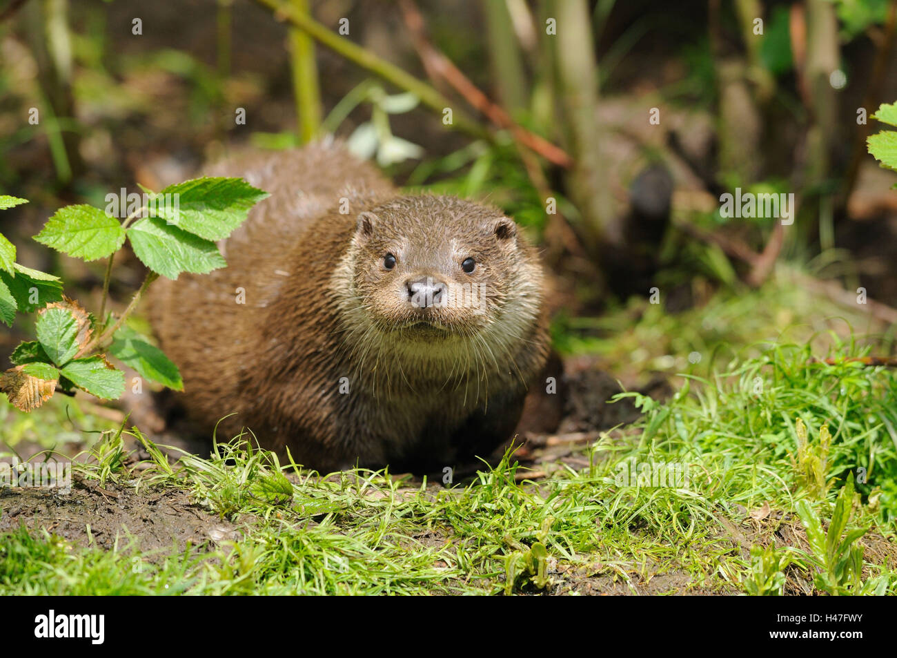 Eurasian otter, Lutra lutra, front view, standing, looking at camera ...