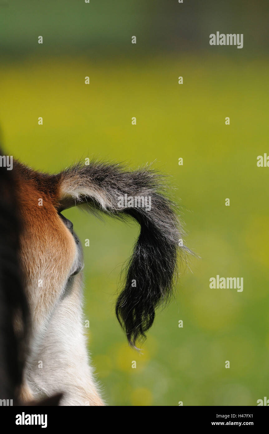 Welsh Pony, foal, tail, side view, stand Stock Photo - Alamy