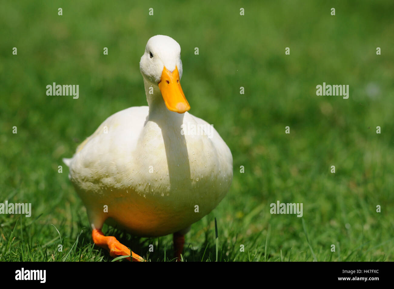 Peking duck house hi-res stock photography and images - Alamy