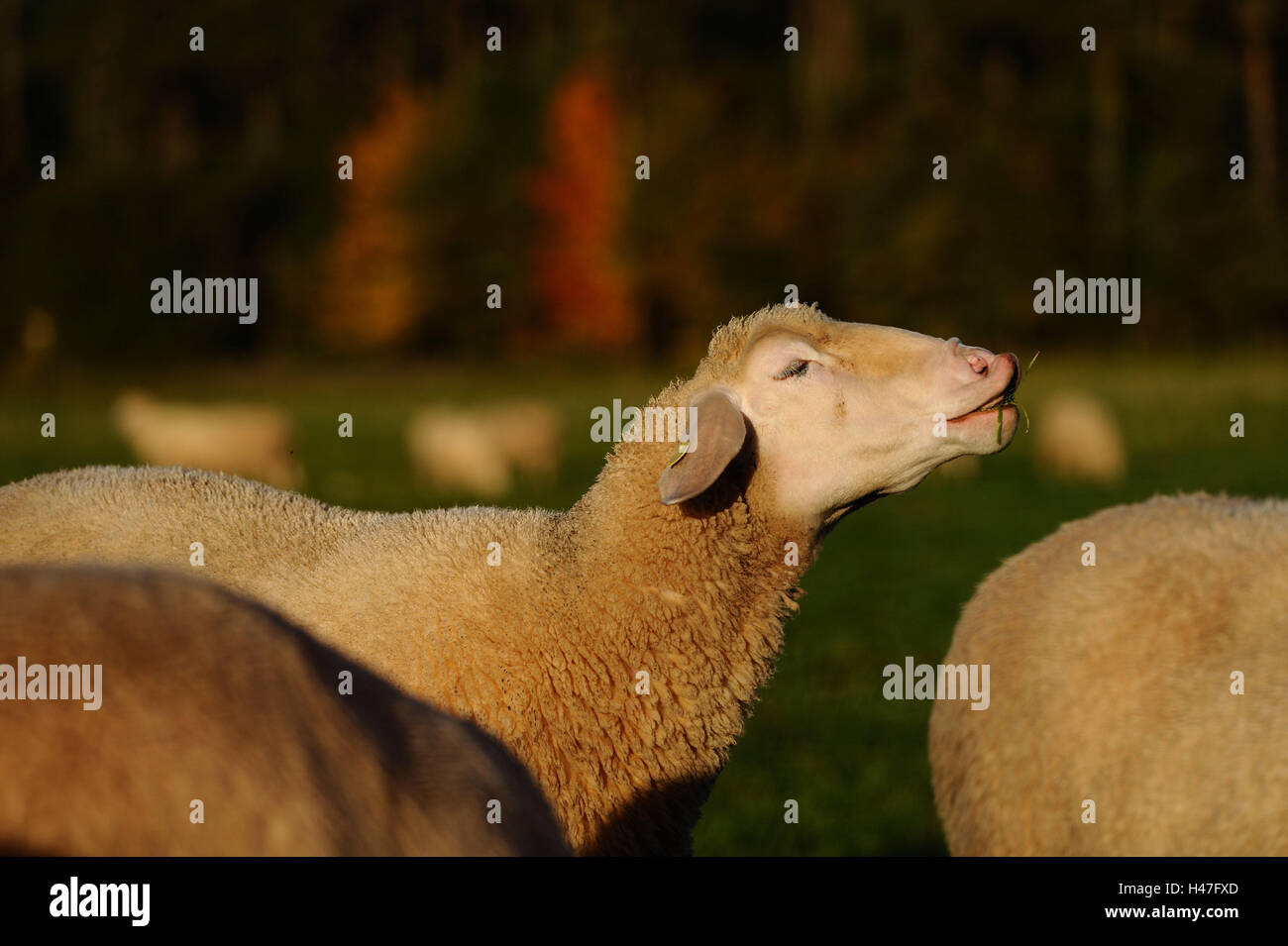 Sheep mating hi-res stock photography and images - Alamy