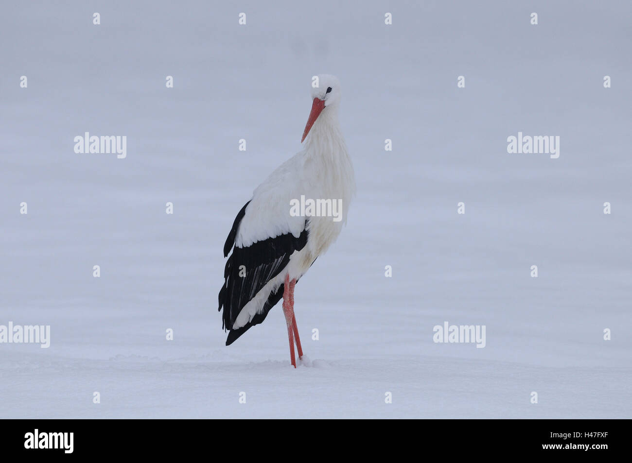 White stork, Ciconia ciconia, side view, stand, snow, winter, view in ...
