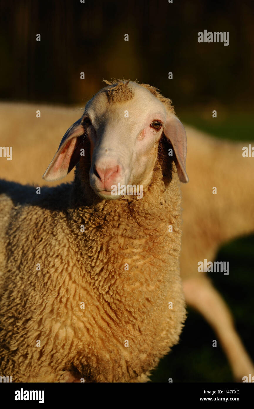 Domestic sheep, Ovis orientalis aries, portrait, front view, looking at ...