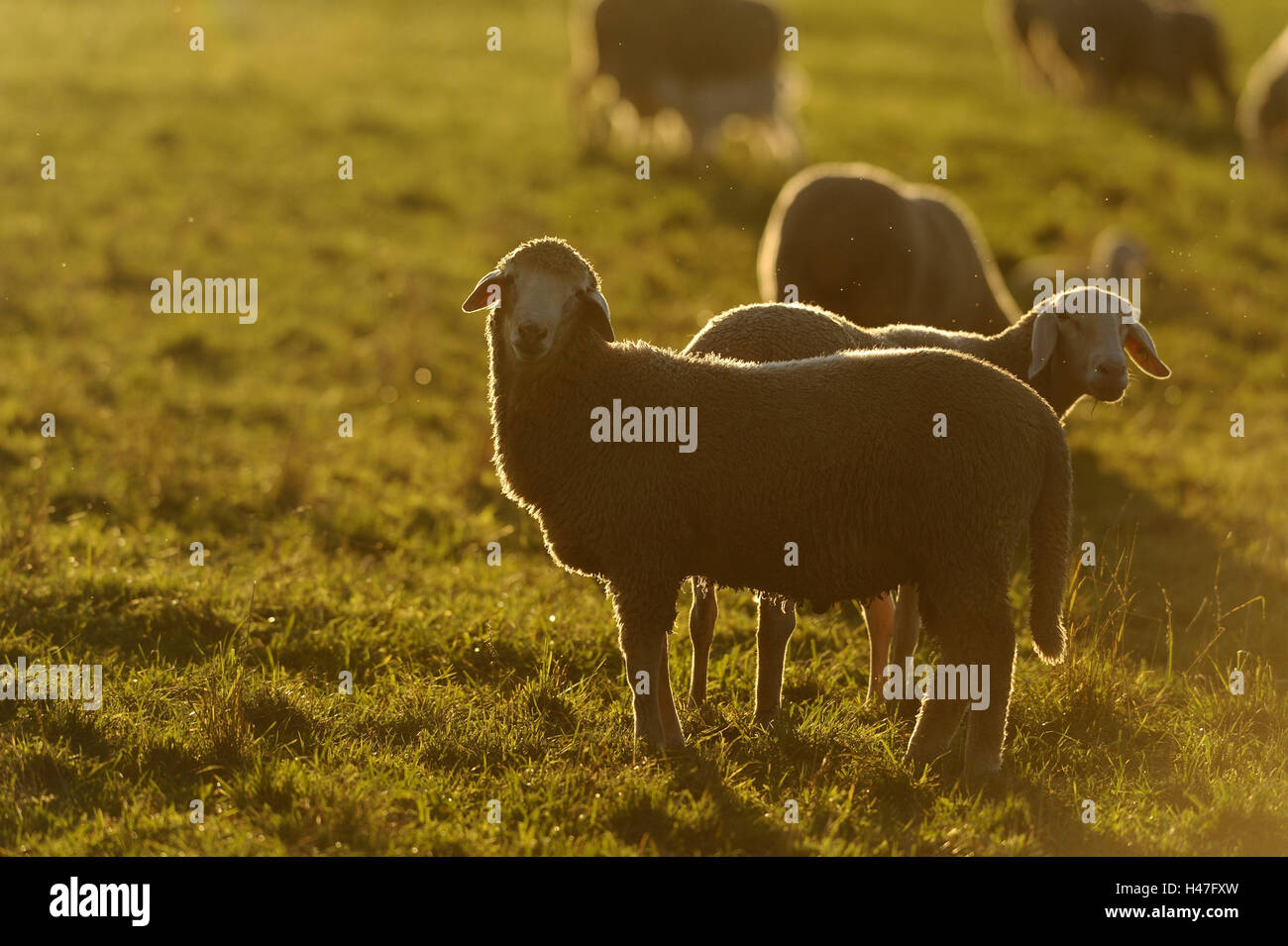 Domestic sheep, Ovis orientalis aries, front view, standing, Looking at ...