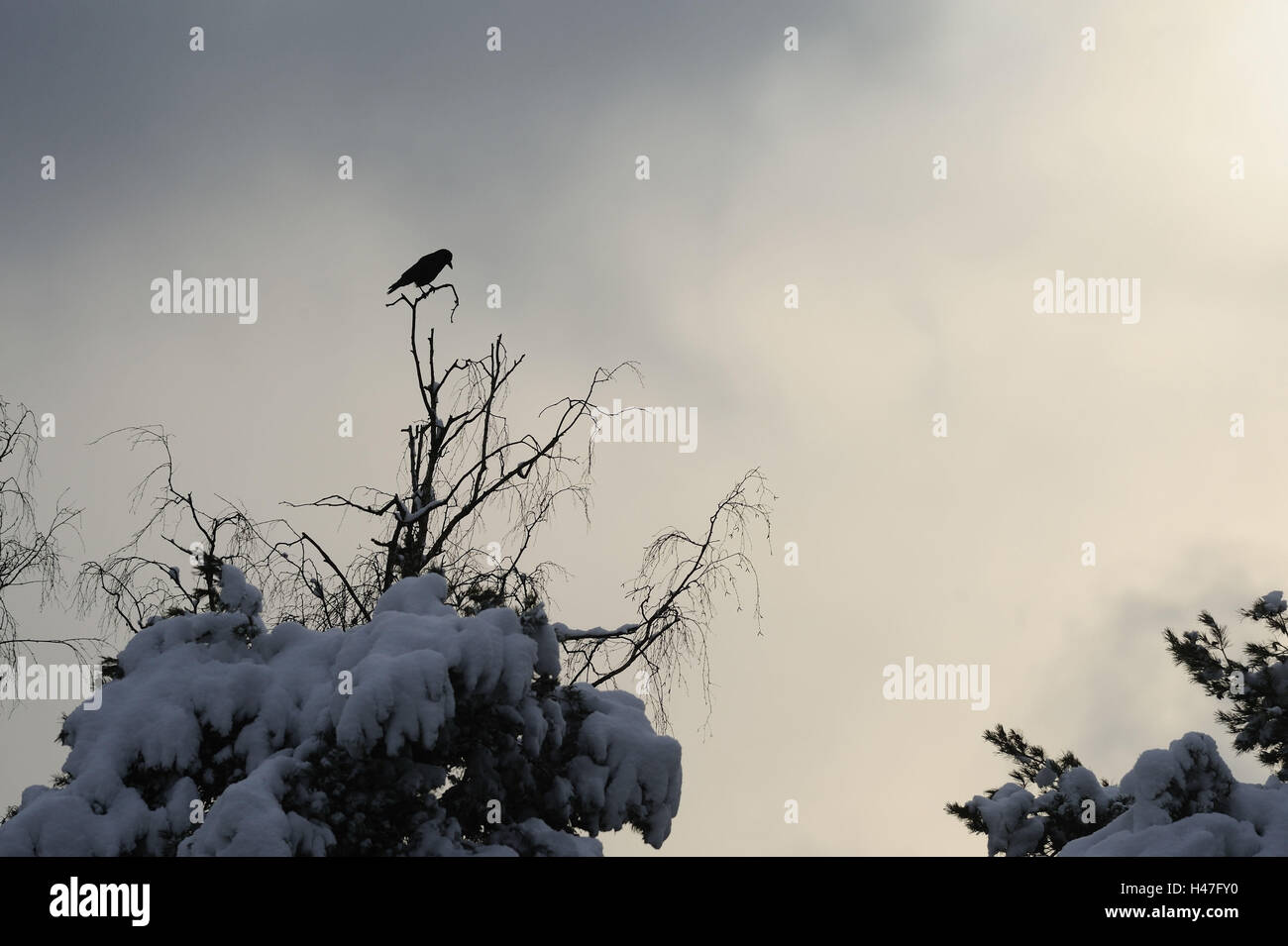 Carrion crow, Corvus corone, tree top, side view, sit, scenery Stock ...