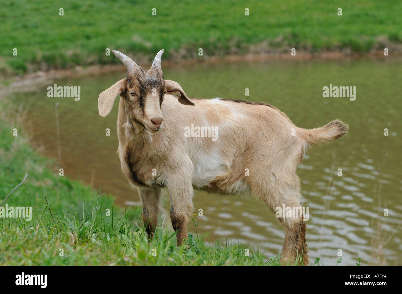 Goat stand hi-res stock photography and images - Alamy