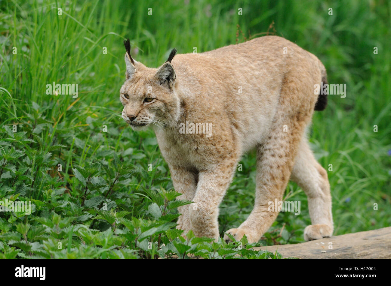 Eurasian lynx, Lynx lynx, meadow, side view, go, view to the camera ...