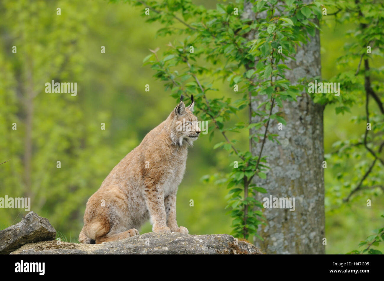 Eurasian lynx, Lynx lynx, rock, side view, sitting, landscape Stock ...
