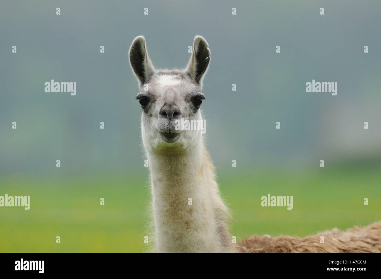 Llama, lama glama, portrait, front view, looking at camera Stock Photo ...