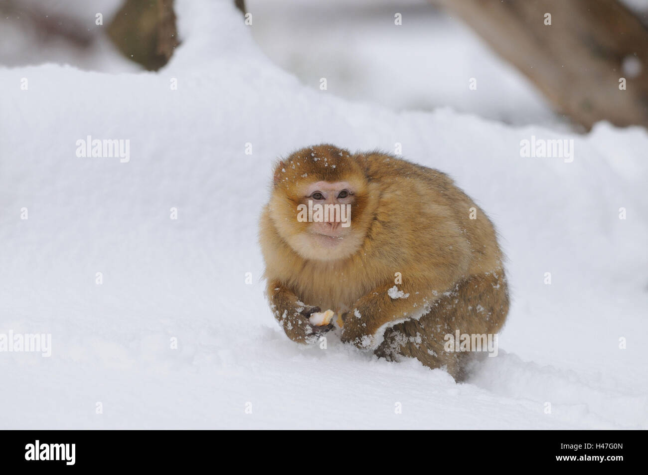 Barbary macaque, Macaca sylvanus, winter, snow, side view, sitting ...