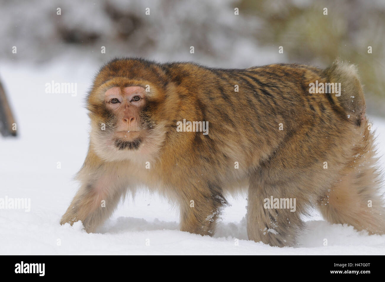 Barbary macaque, Macaca sylvanus, winter, snow, side view, walking ...