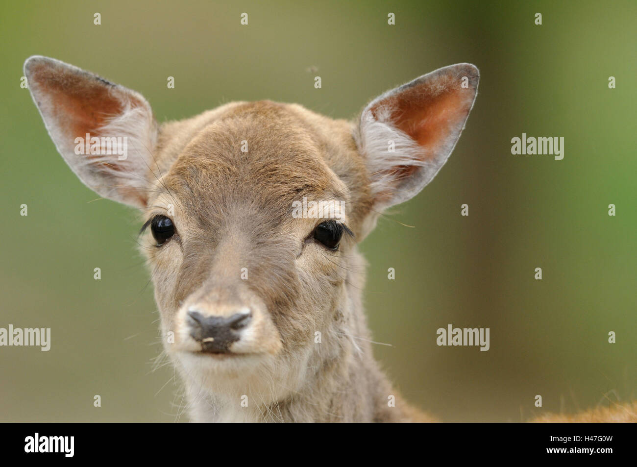 Damwild, Cervus dama, young animal, portrait, head-on, view in the ...