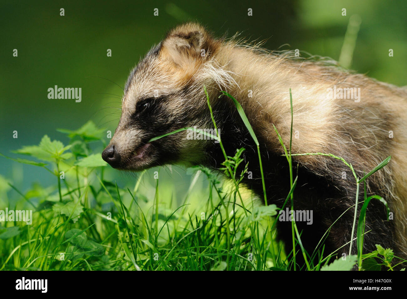 Marten's dog, Nyctereutes procyonoides, portrait, side view, grass, eat ...
