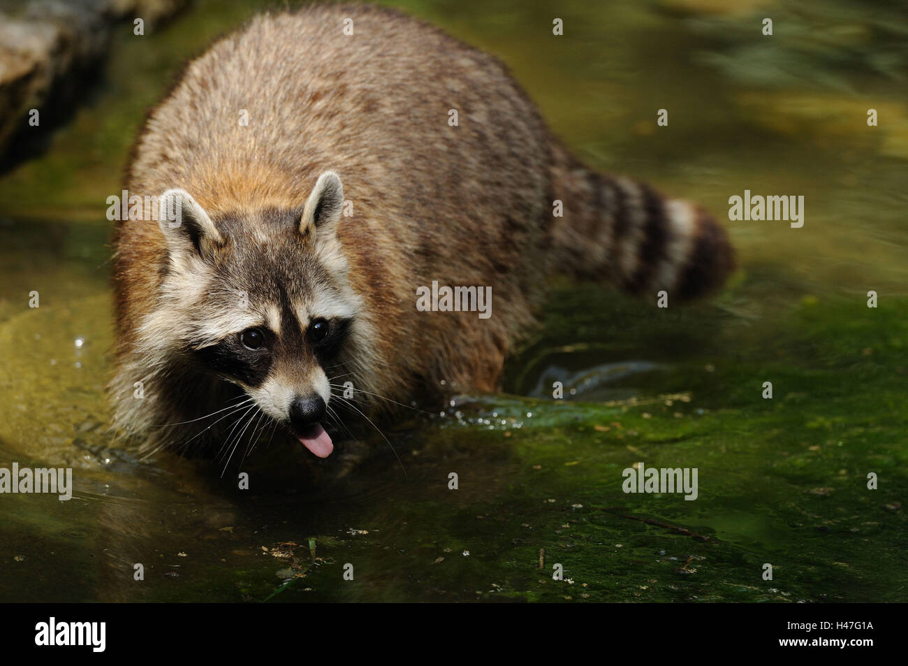 Racoon, Procyon lotor, water, front view, looking at camera Stock Photo ...