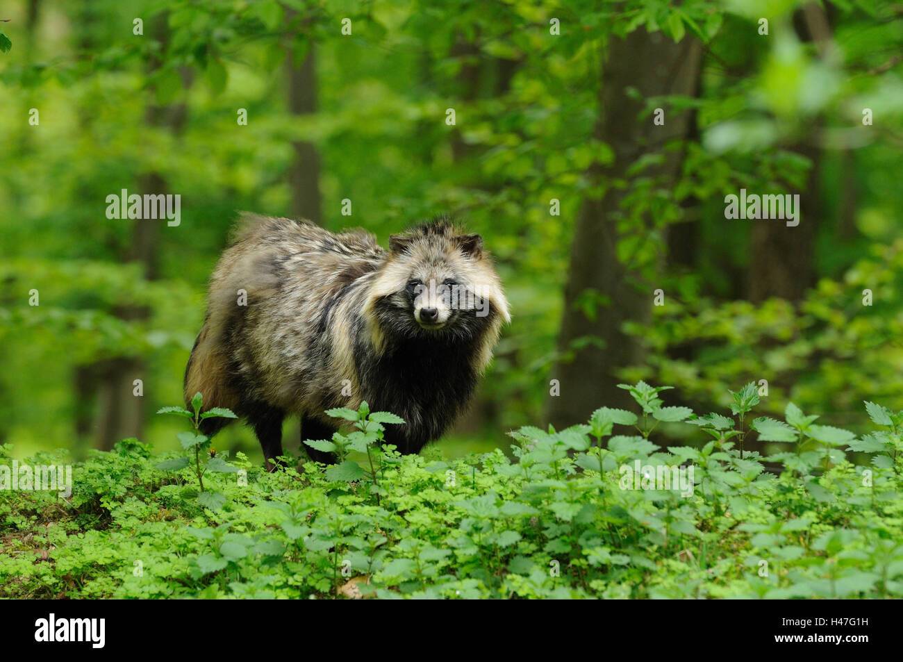 Raccoon dog, Nyctereutes procyonoides, forest, side view, standing ...