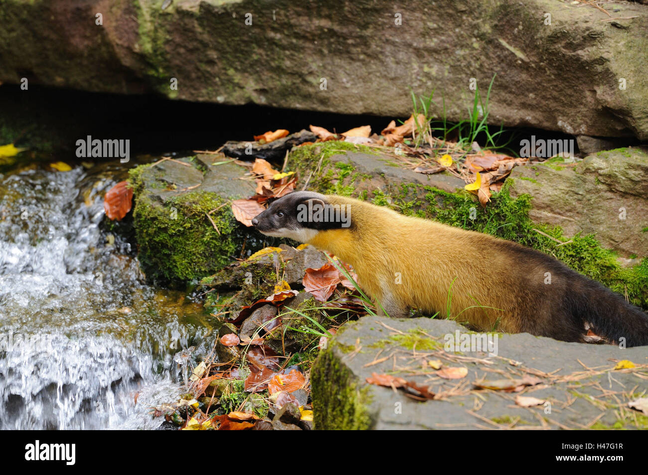 Coloured martens, Martes flavigula, side view, stand, watercourse ...