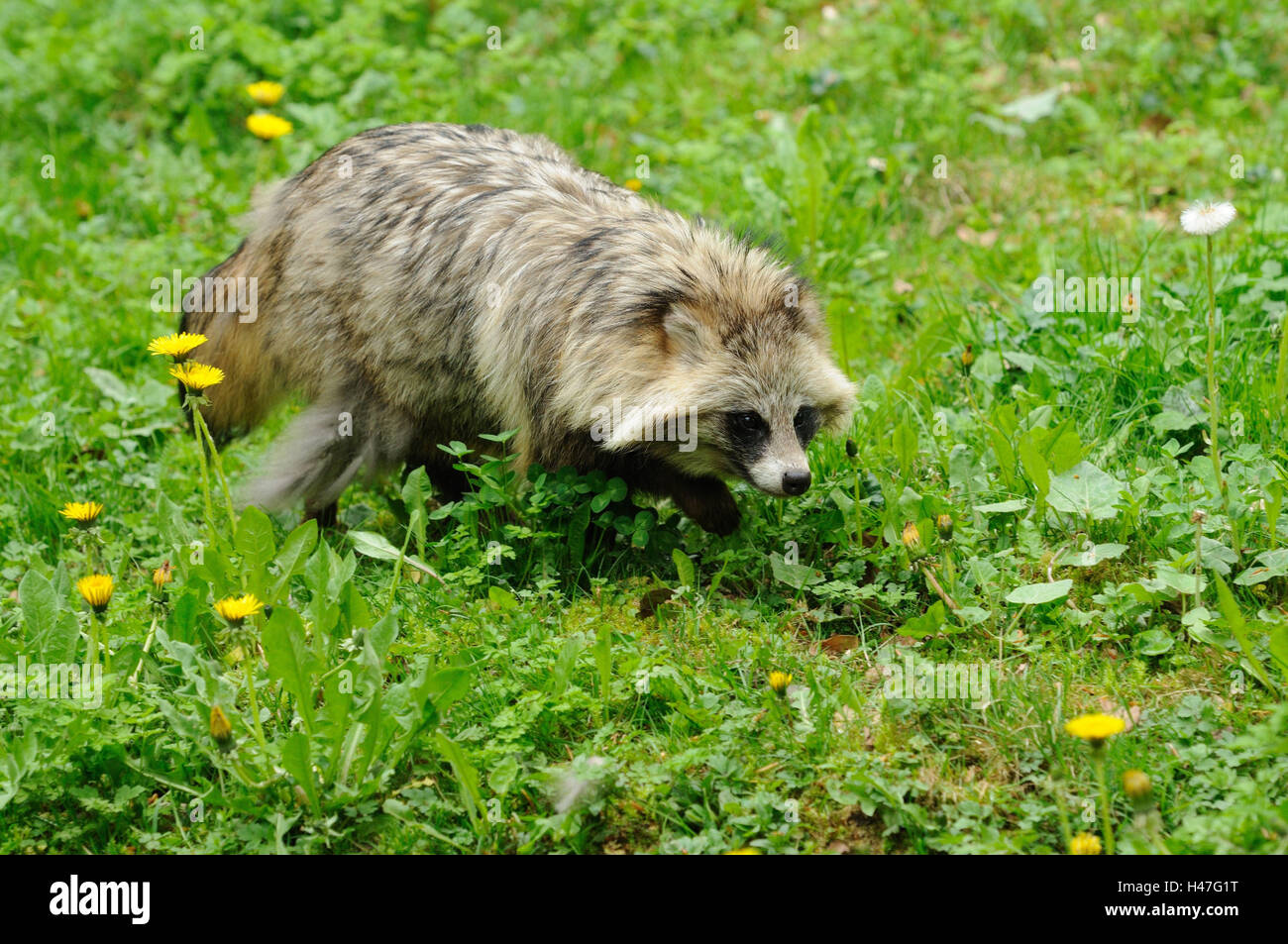Marten's dog, Nyctereutes procyonoides, meadow, side view, go Stock ...