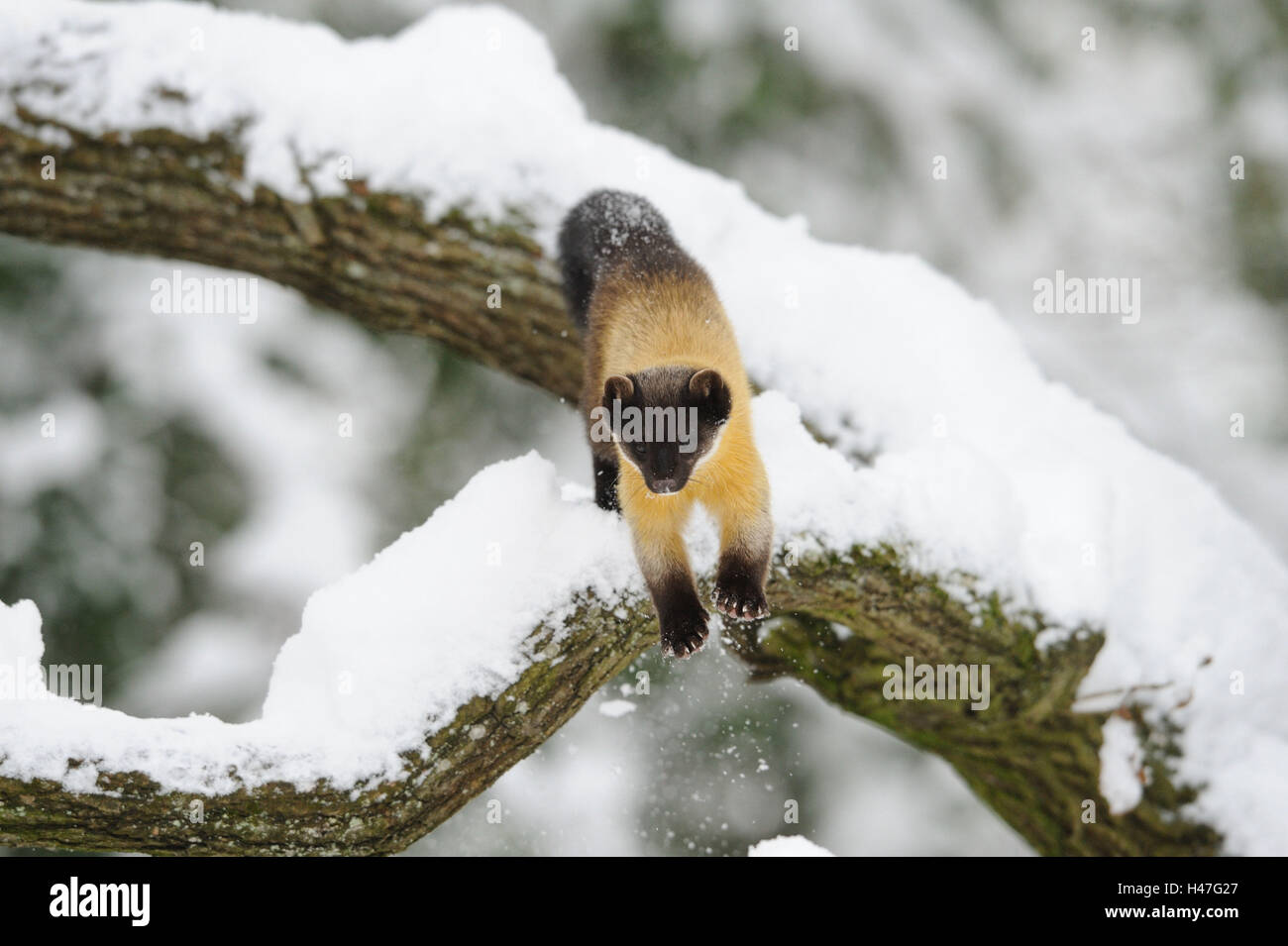Yellow-throated marten, Martes flavigula, front view, jumping, winter ...